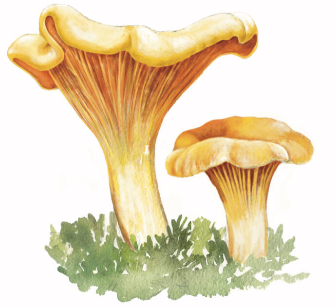 Les champignons de nos forêts et jardins - Ville de Saint-Étienne-du ...