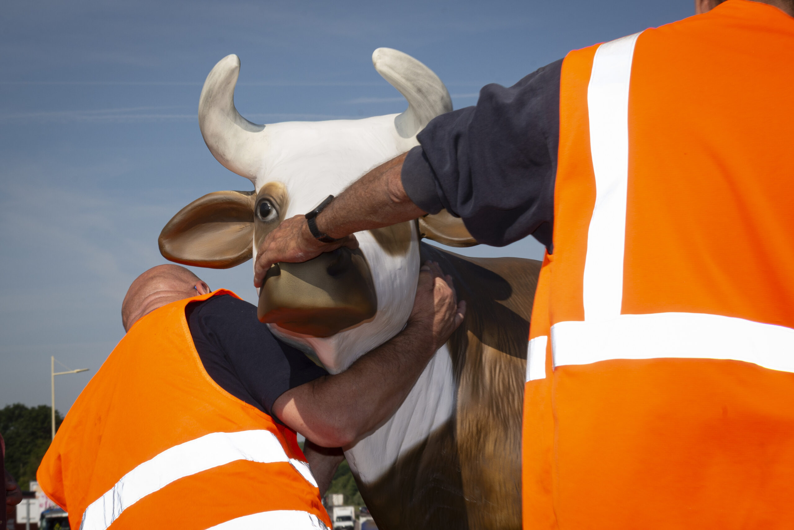 Les vaches de retour sur leur rond-point : une espèce protégée - Ville ...